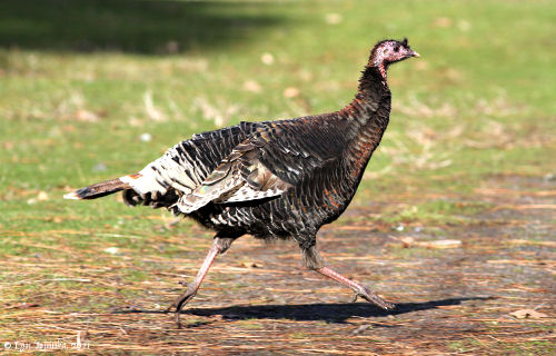 Shoreline Area News: For the Birds: Thanksgiving Day Bird — the Wild Turkey