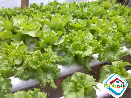 NECALI: Lechuga hidropónica en Huancayo