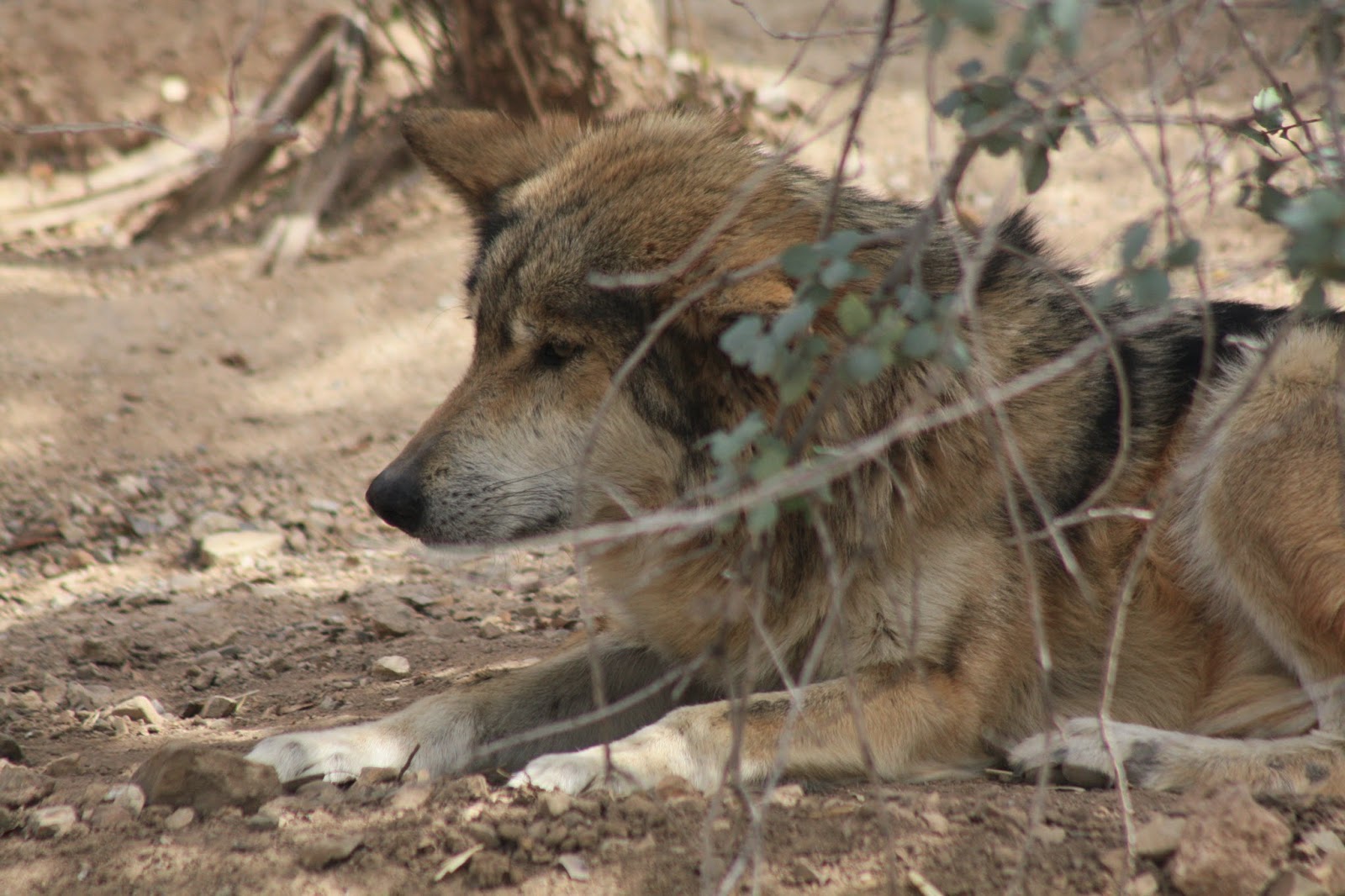 Flyover Country: Wolves: Defining the undefinable