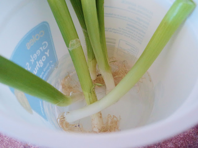 How to: Growing scallions in water! + Progress video! - Alice's Meet ...