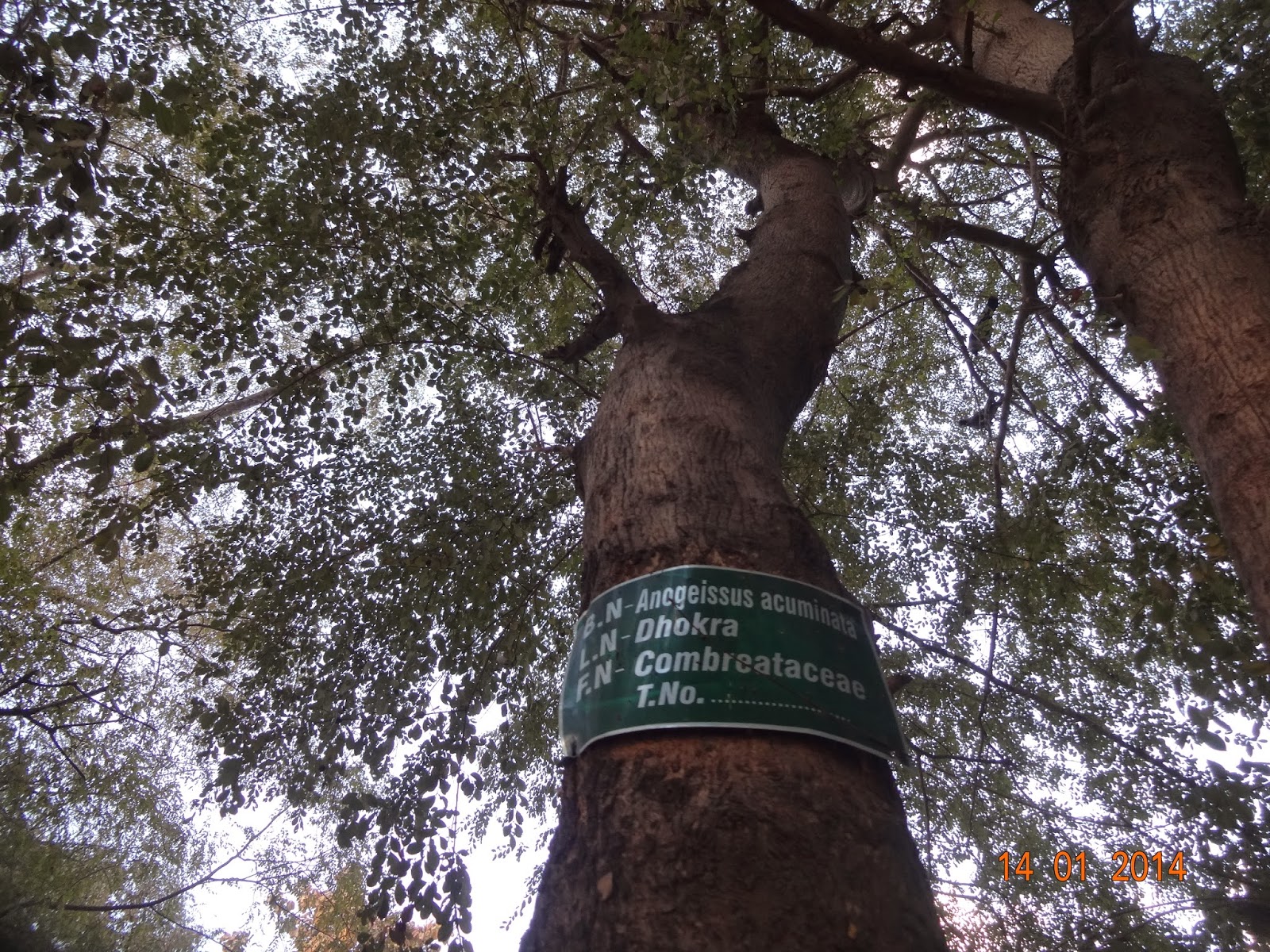 Plants of Lahore - Pakistan: Anogeissus accuminata, Dhokra tree