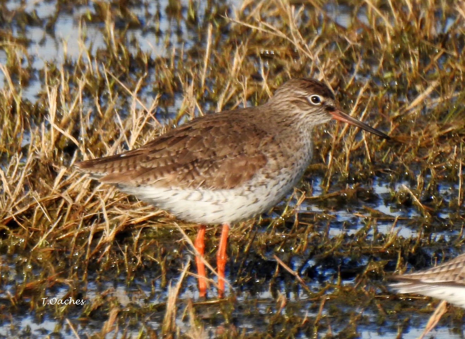 PASARI DIN ROMANIA: FLUIERAR CU PICIOARE ROSII, Tringa totanus