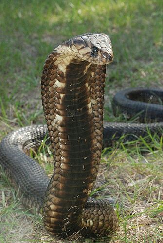 Top 10 deadliest venomous snake of world - Hun