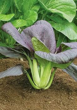 Pak Choi Red F1