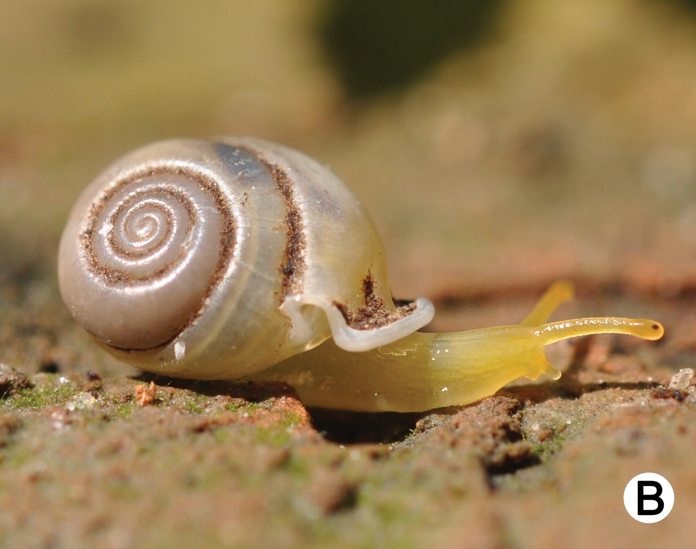 Species New to Science: [Mollusca • 2013] Three New Species of the ...
