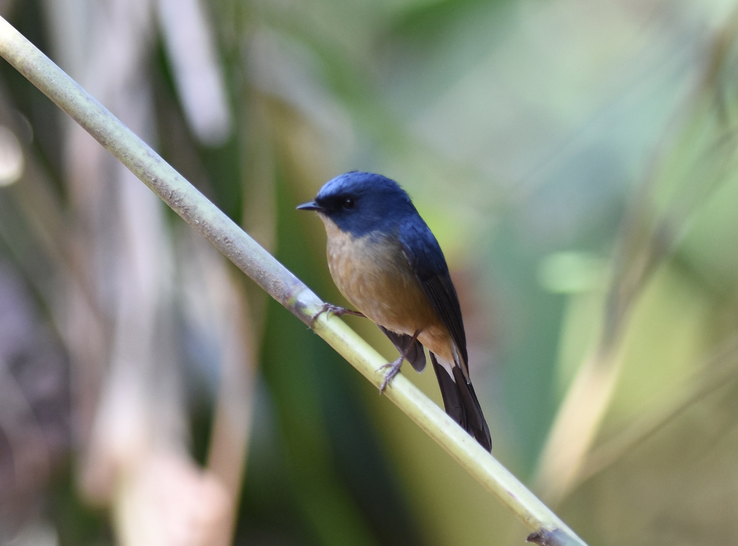 ZOOTHERA BIRDING BLOG: February 2016