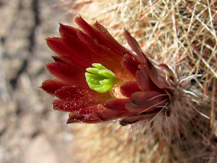 Mountain Hiking Holidays Blog: Mule Ears Spring and Peaks