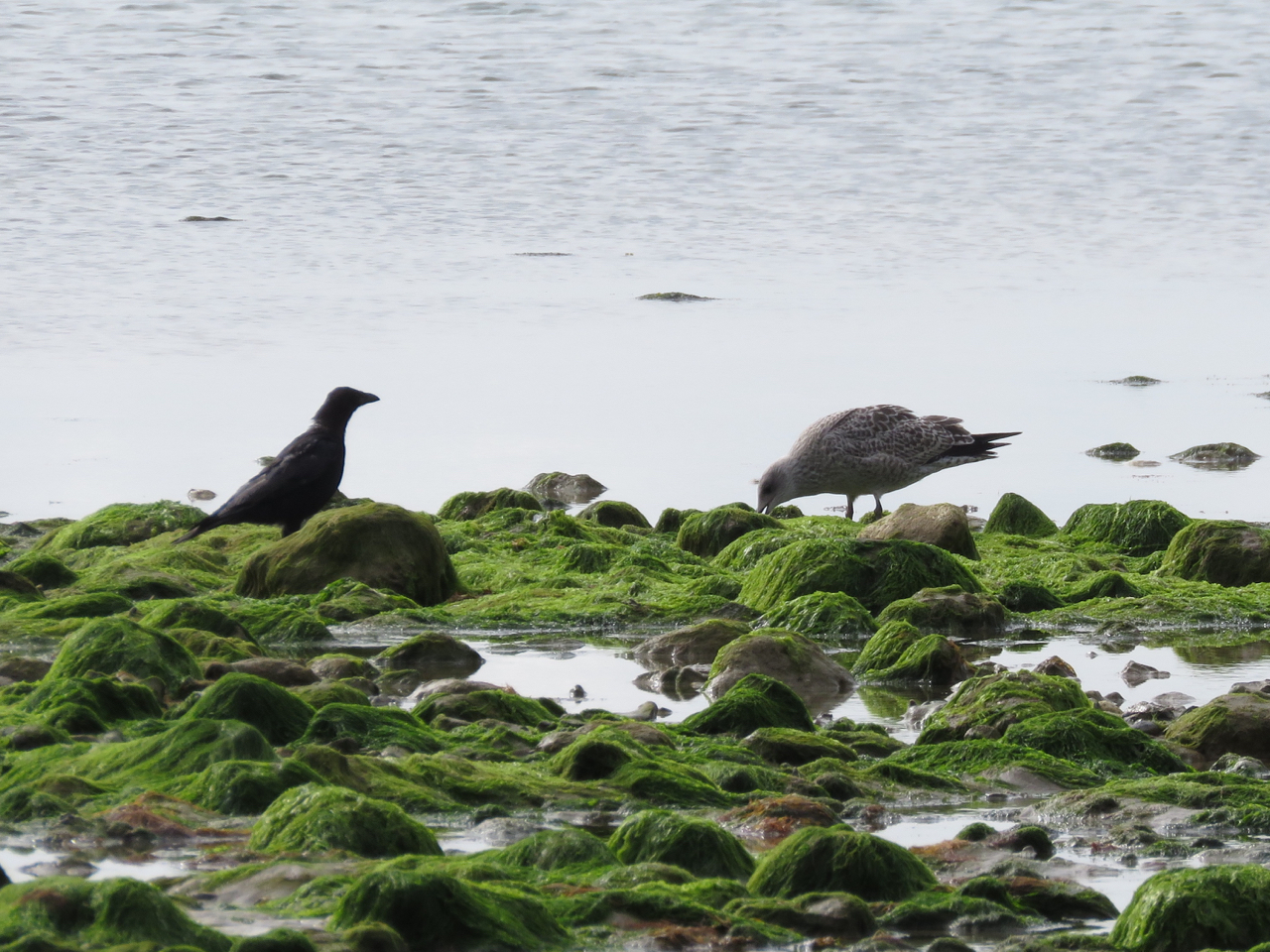 The Rattling Crow: The beachcombing crows