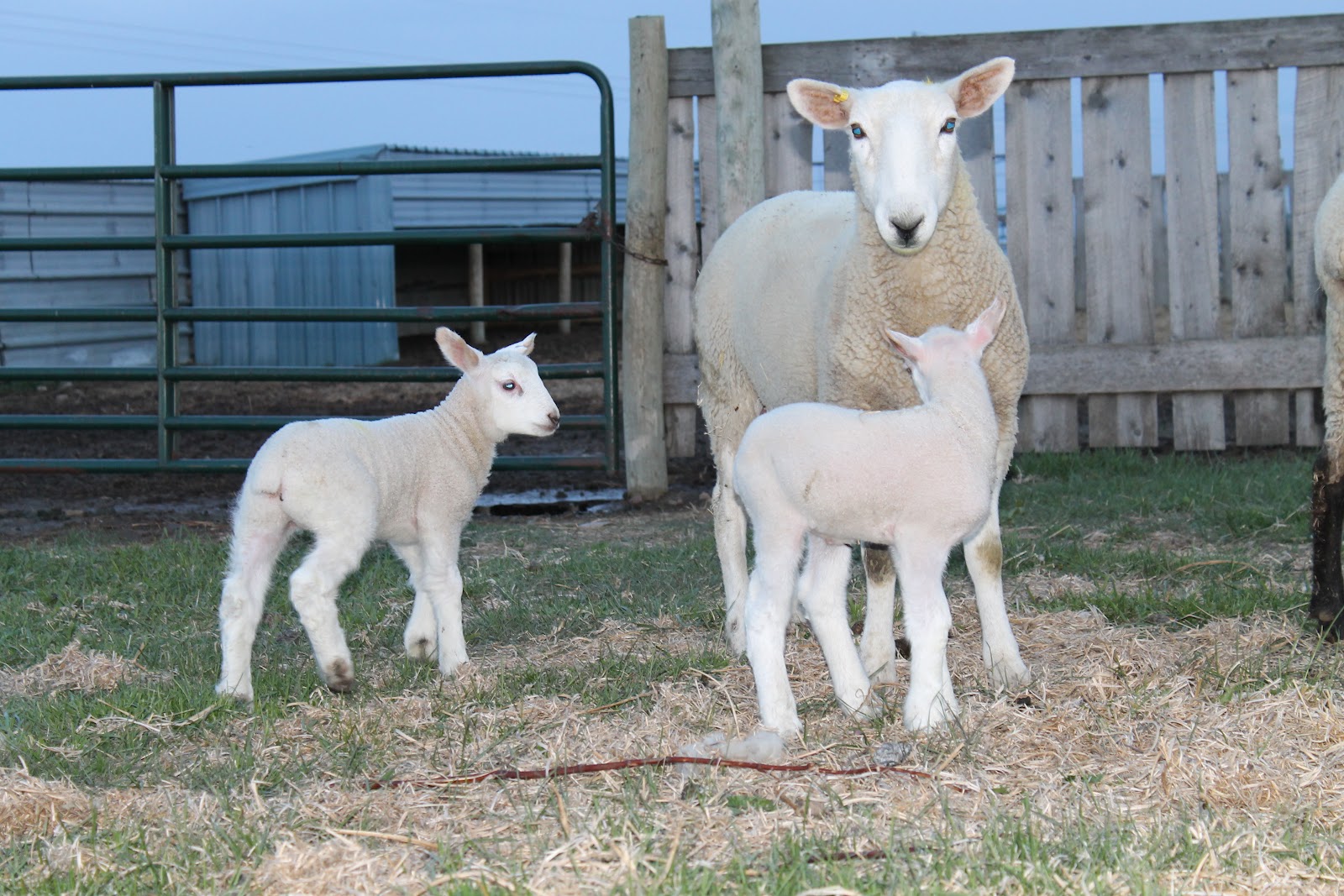 Wind 'n' Woolly Acres: North Country Chevior Mules