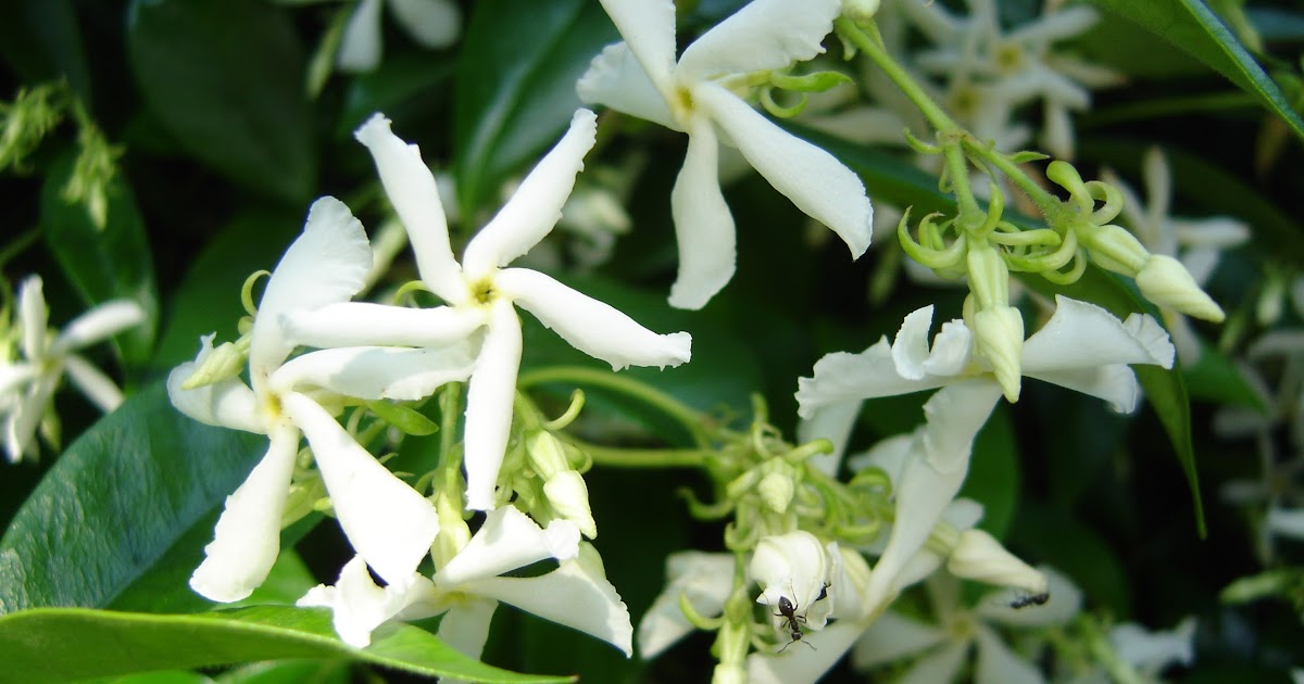 Miranta's little garden: Ρυγχόσπερμο