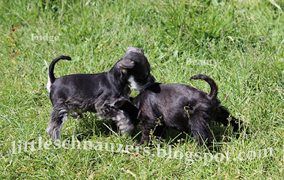 Schnauzer Paradise: Gallery