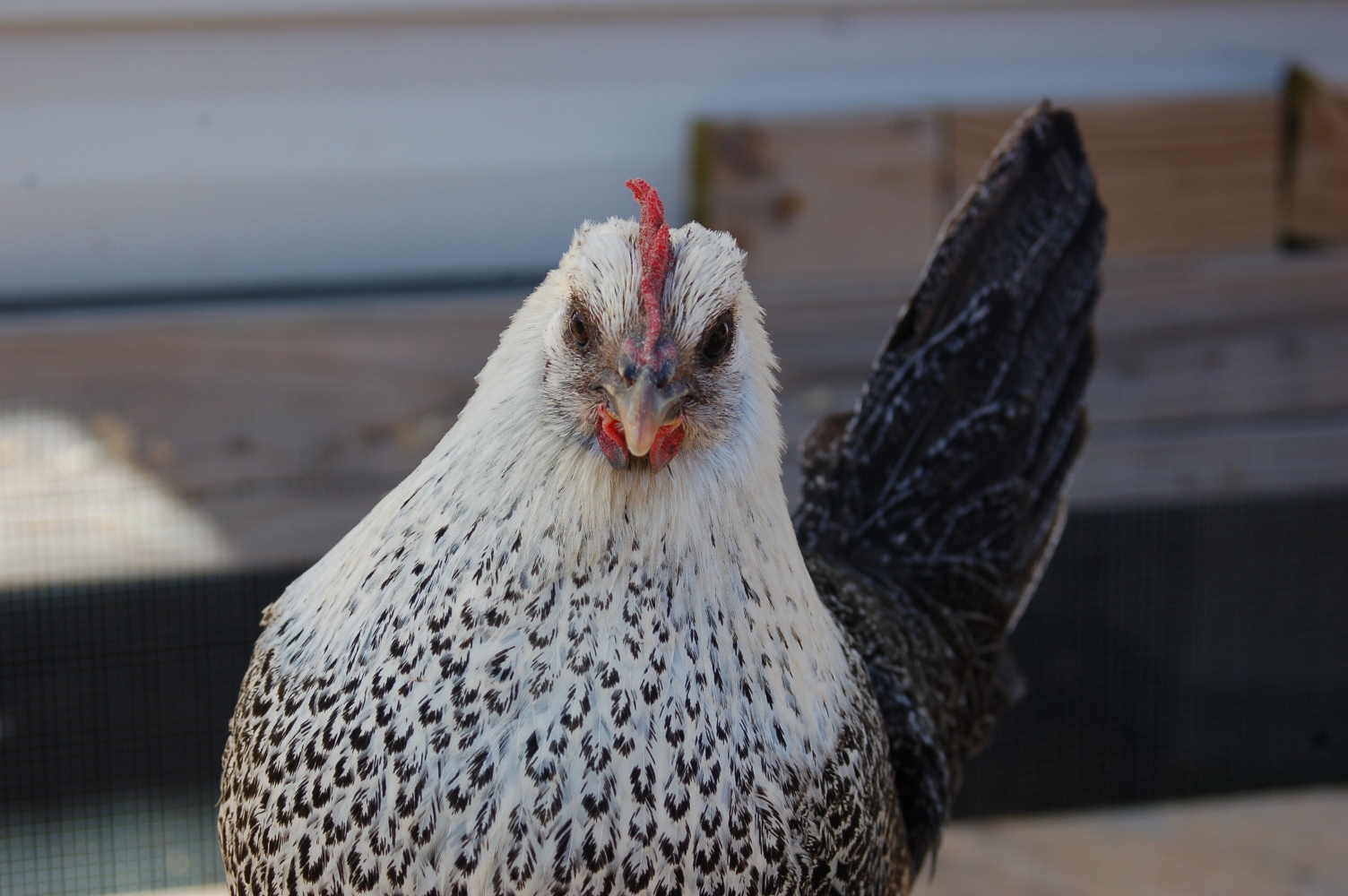 The Official PoultryBookstore.com Blog: Five poultry breeds that inspire me
