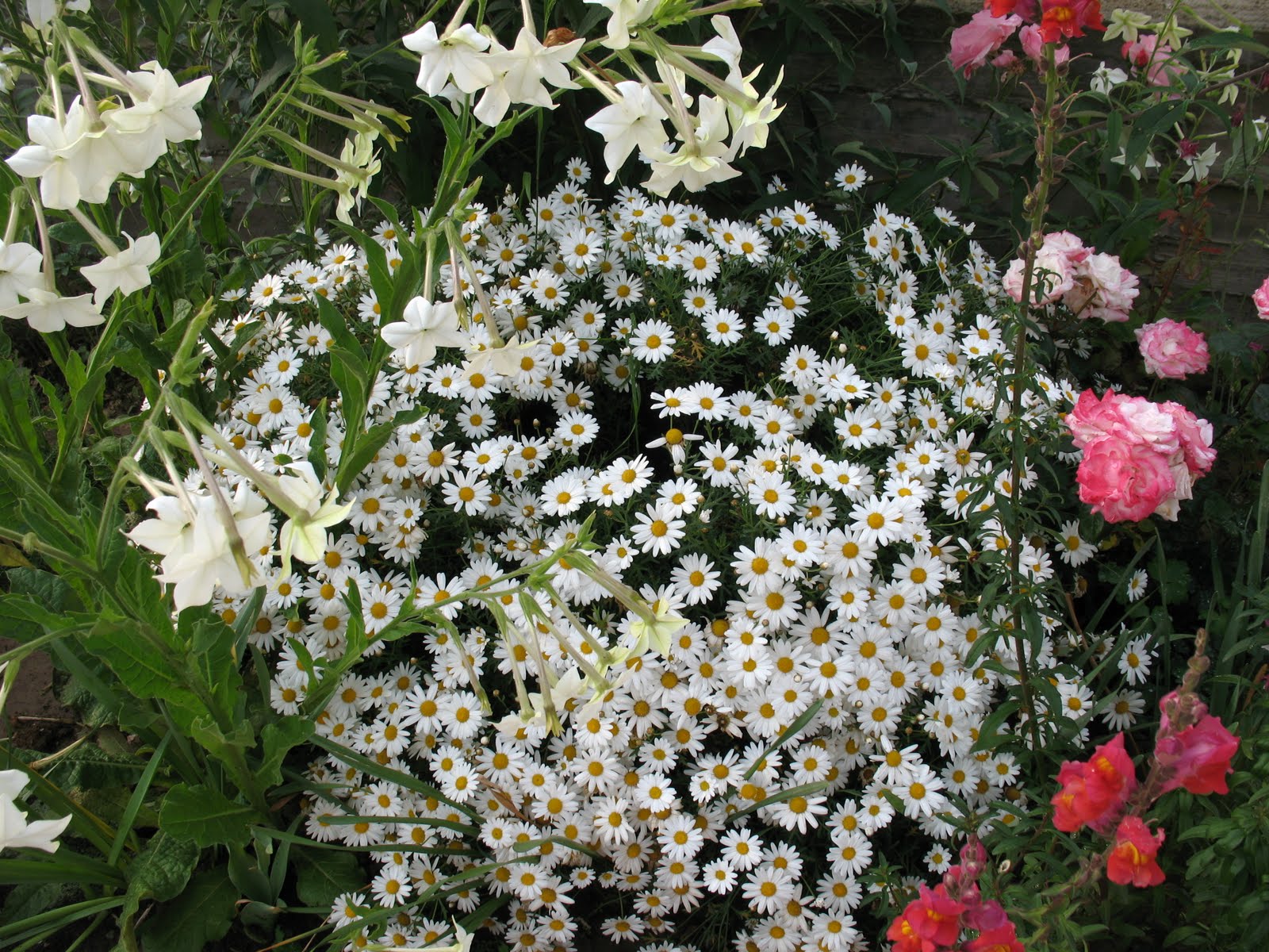 Jurnal de gradina: Flori de vara