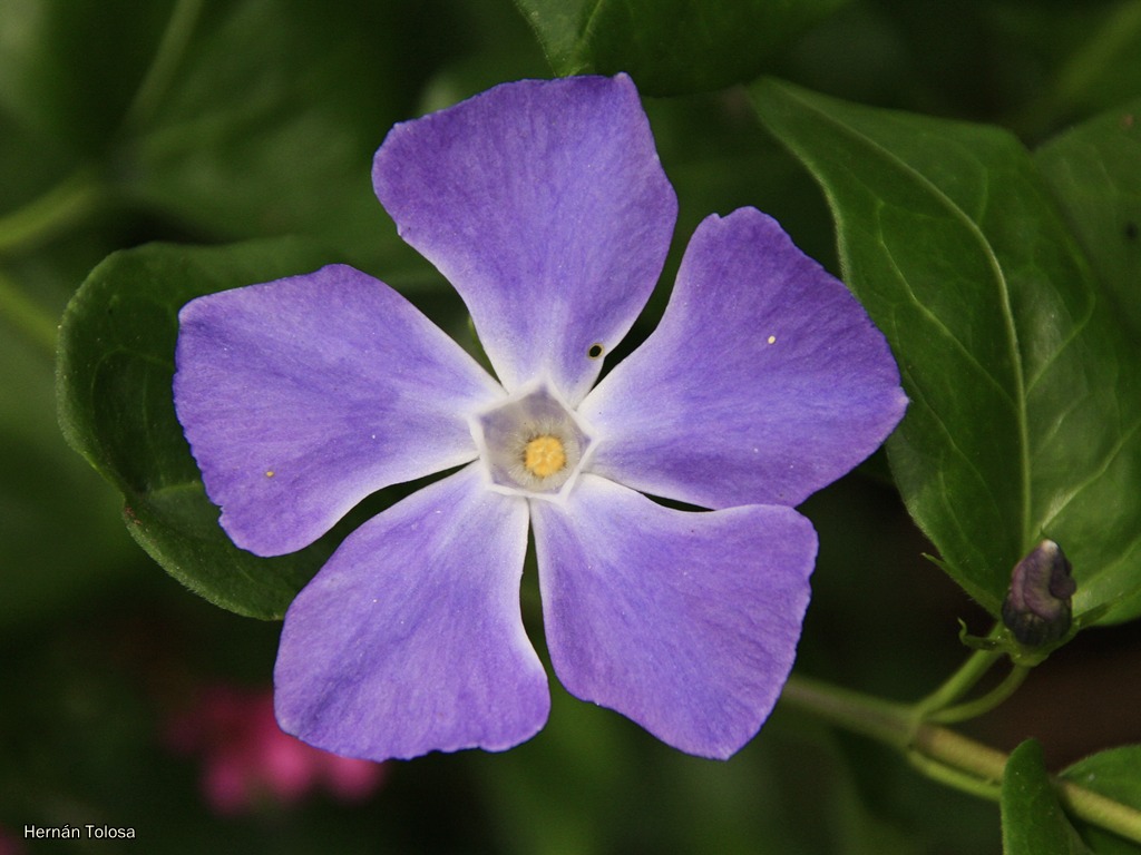 Flora Bonaerense: Vinca (Vinca major)
