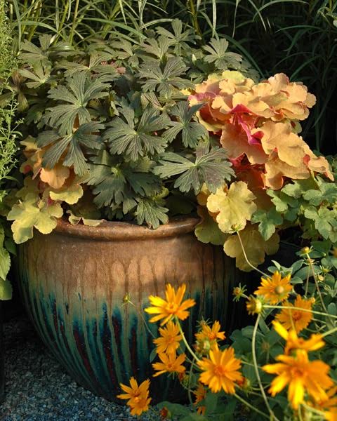 WashingtonGardener: tips for creating native plant container gardens