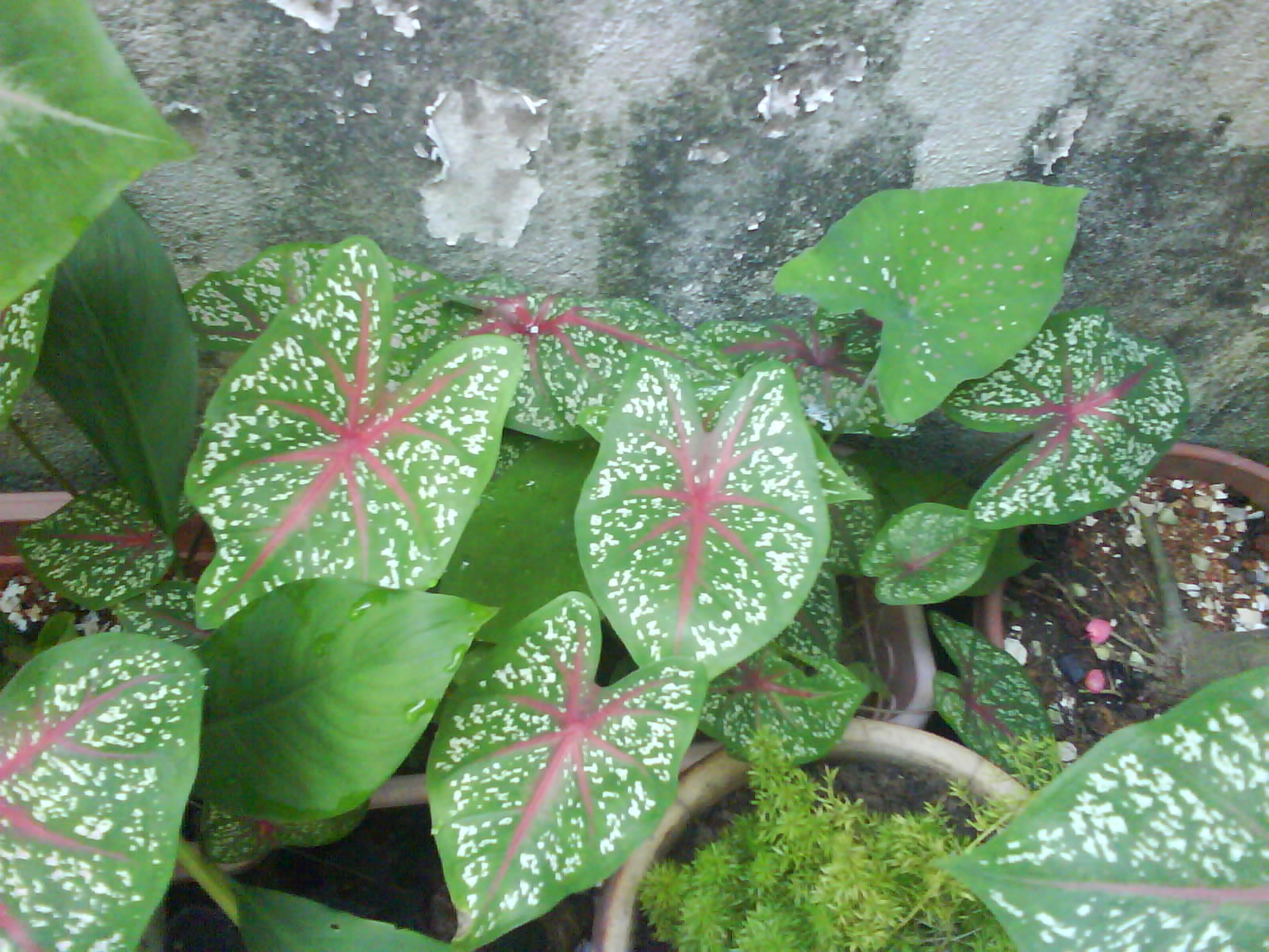 Garden Chronicles of James David: Fancy Leaved Caladium (Caladium Bicolor)