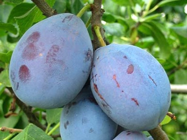 Šljiva - staro voće