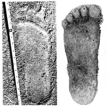 Sasquatch Tracks: Pictures of Sasquatch Tracks and Casts