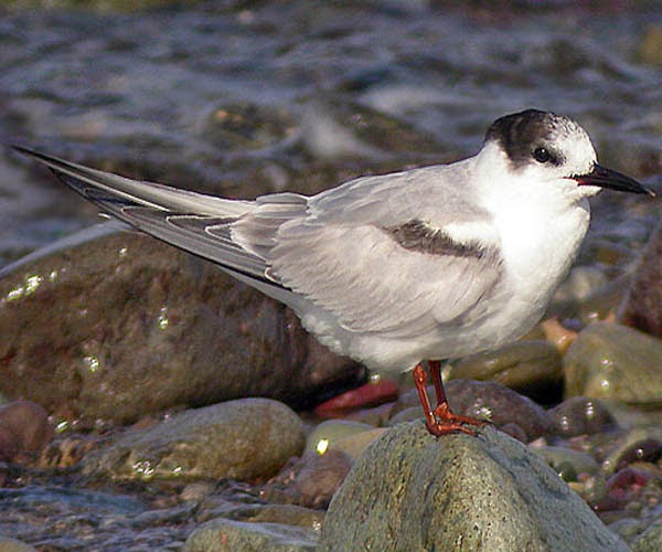 Pulitissima: LA STERNA COMUNE