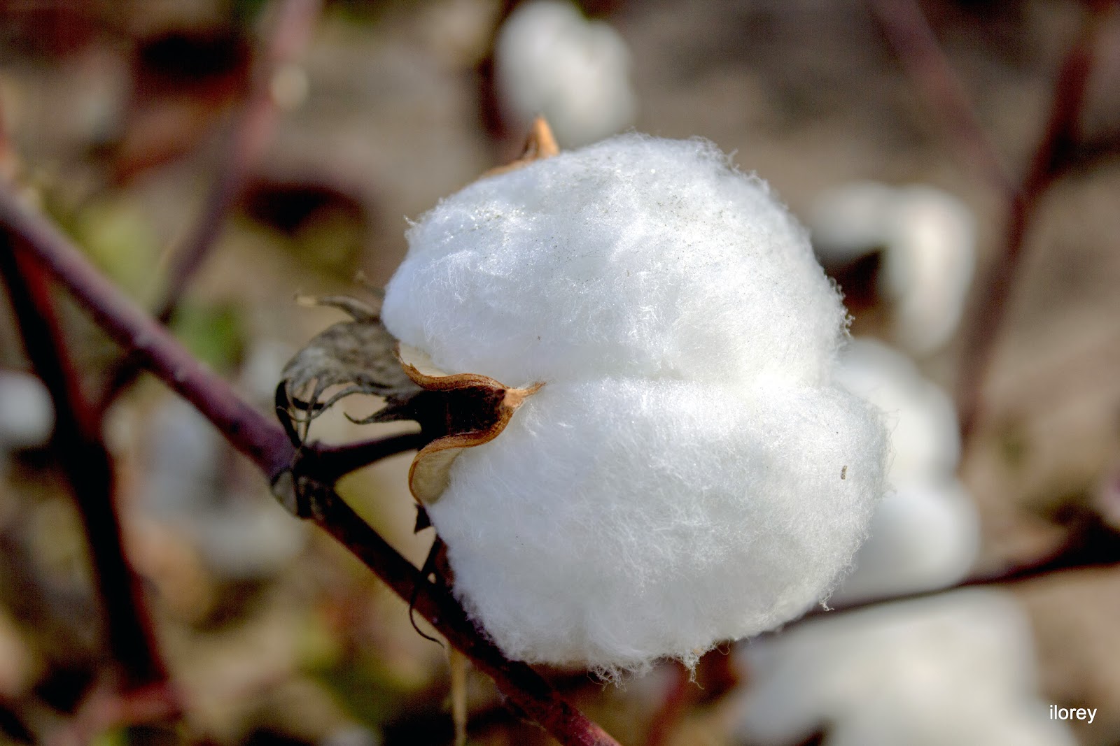 Ilorey artesanía en madera: Un capullo
