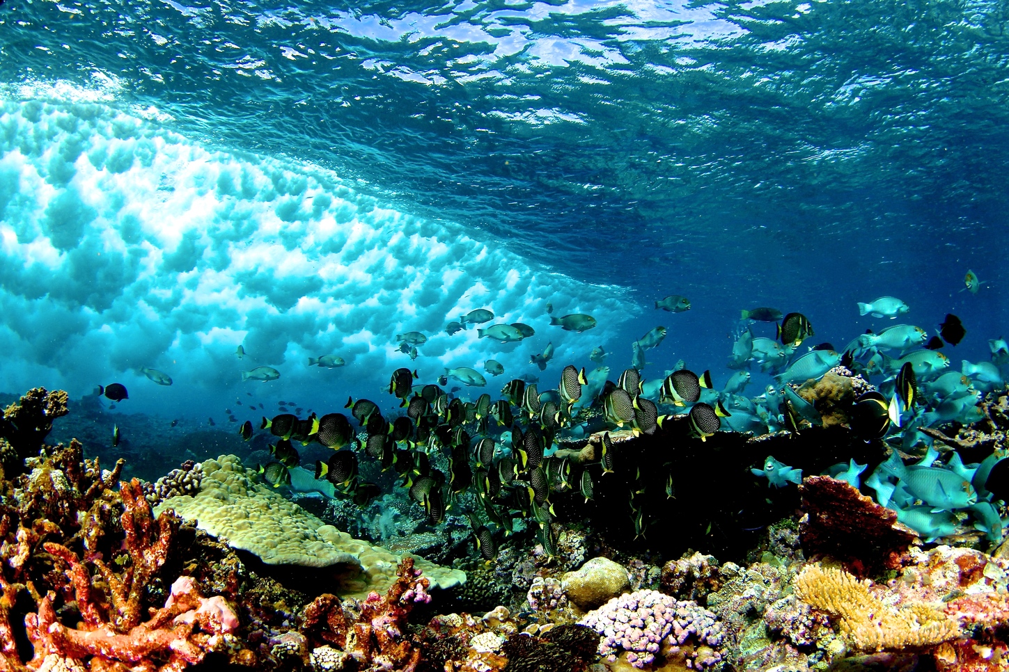 Coral reef | Earth Blog