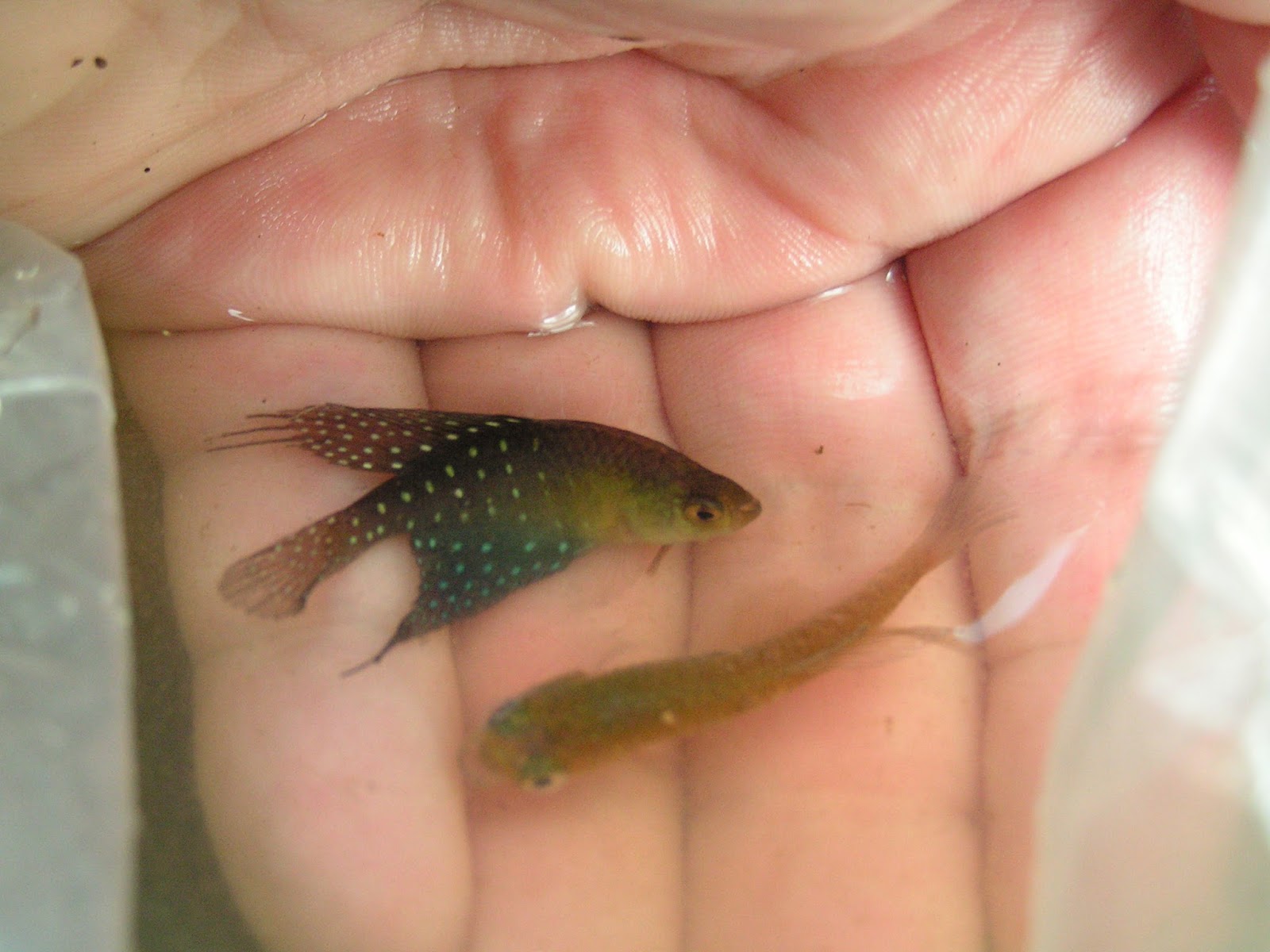 Bolivian Killifish