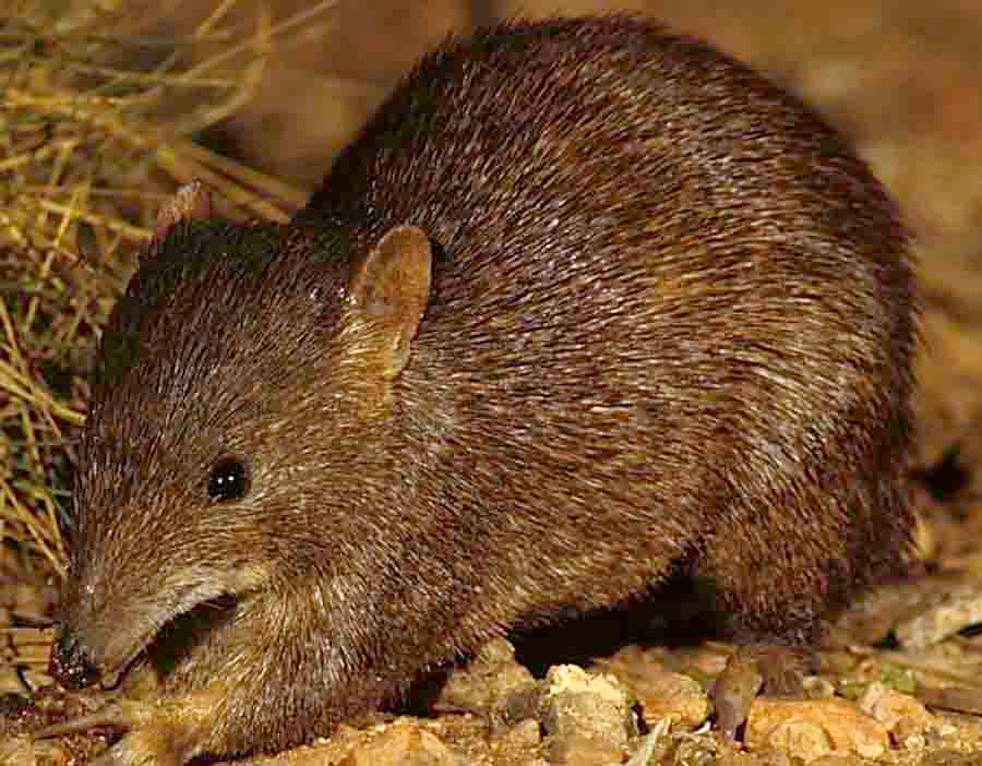 Animals of the world: Golden bandicoot