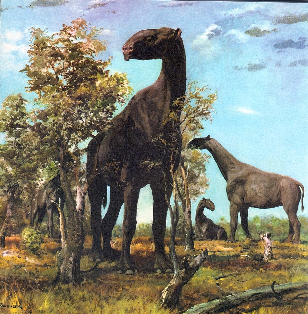 Love in the Time of Chasmosaurs: August 2012