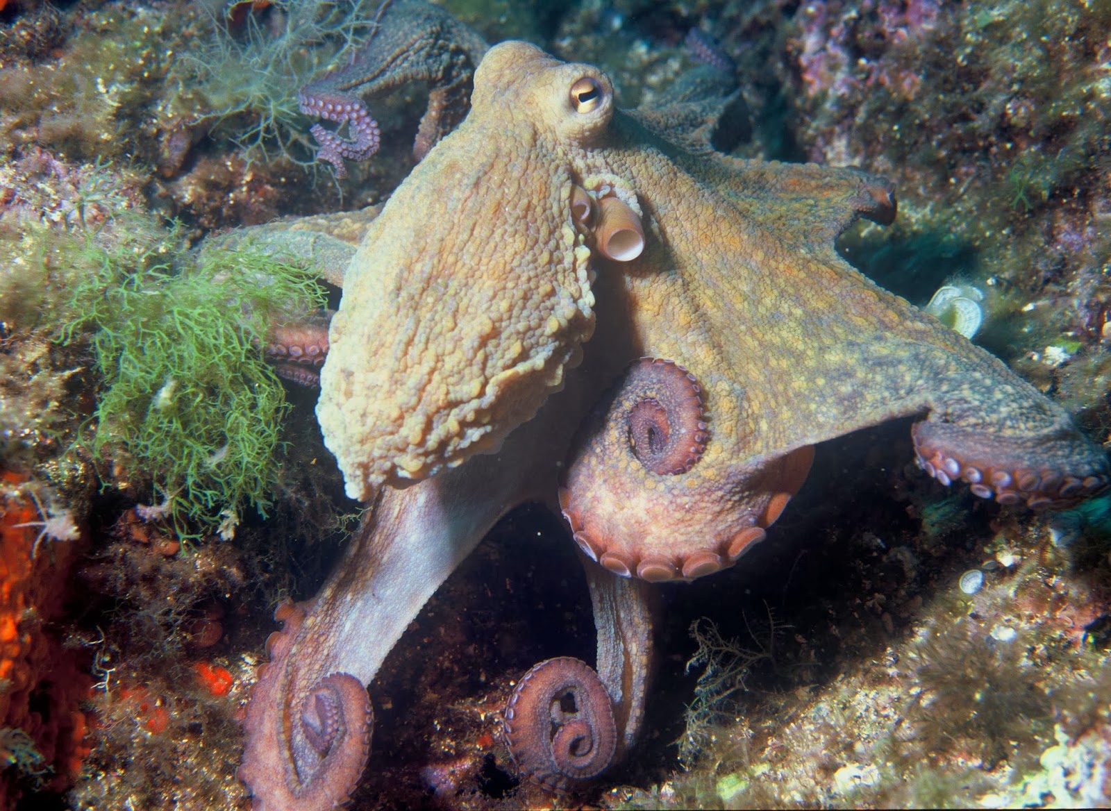 Travels from the Bug : Hellenic Octopus Hunting