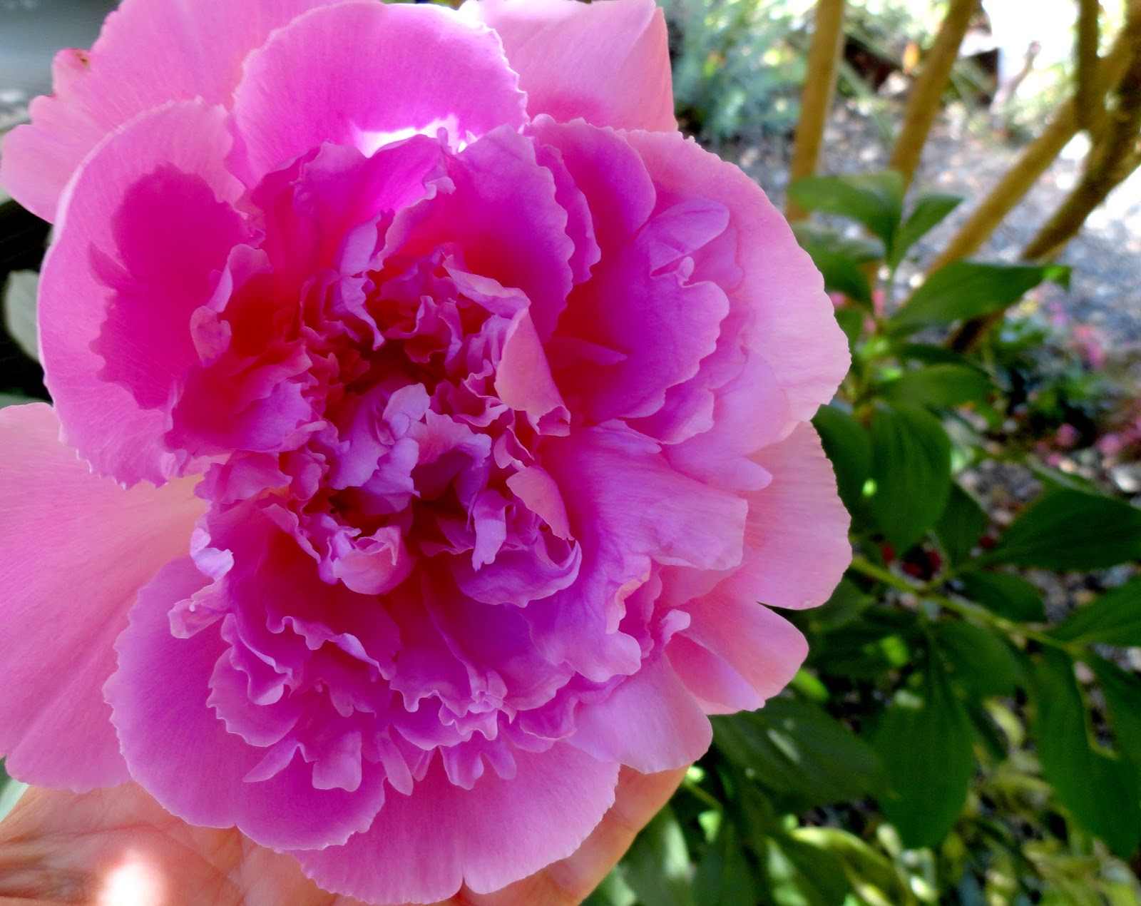 danger garden: In a Vase on Monday, the power of Peonies
