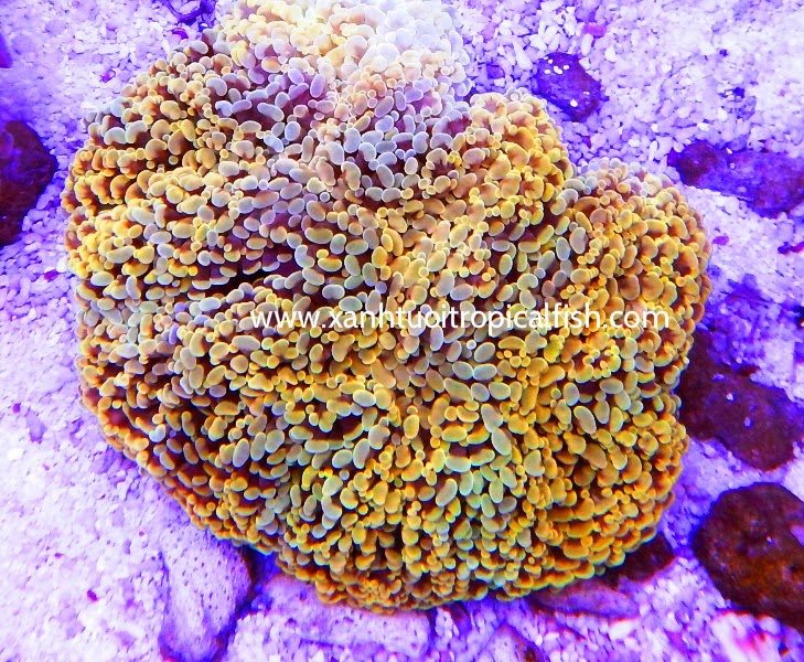 XANHTUOI TROPICAL FISH CO.,LTD(XANHTUOI AQUARIUM)