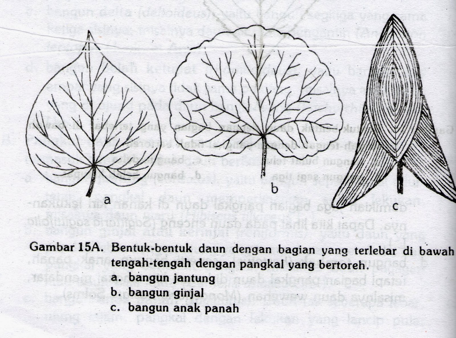 FOLIUM DAUN : DAUN ( FOLIUM )