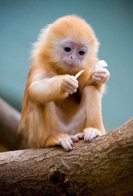 Cute Animal Pictures: Baby Silver Langur