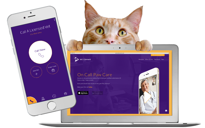 GLOGIRLY: Video Chat with a Vet? There's an App for That #VetOnDemand
