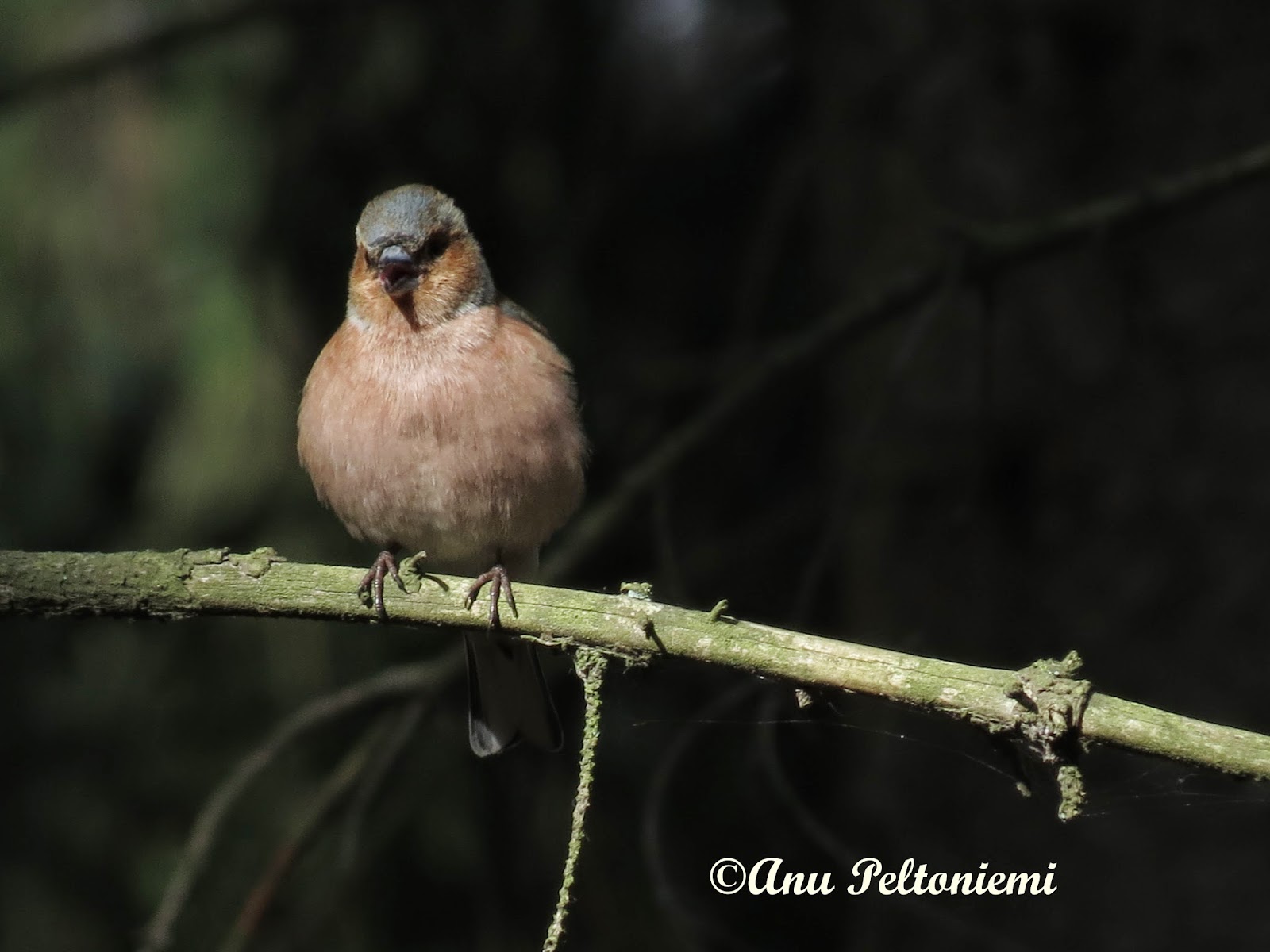 Lintuilua - Birding: Peippo