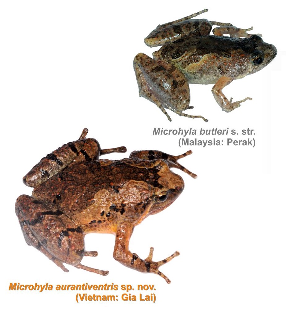 Species New to Science: [Herpetology • 2019] Microhyla aurantiventris ...