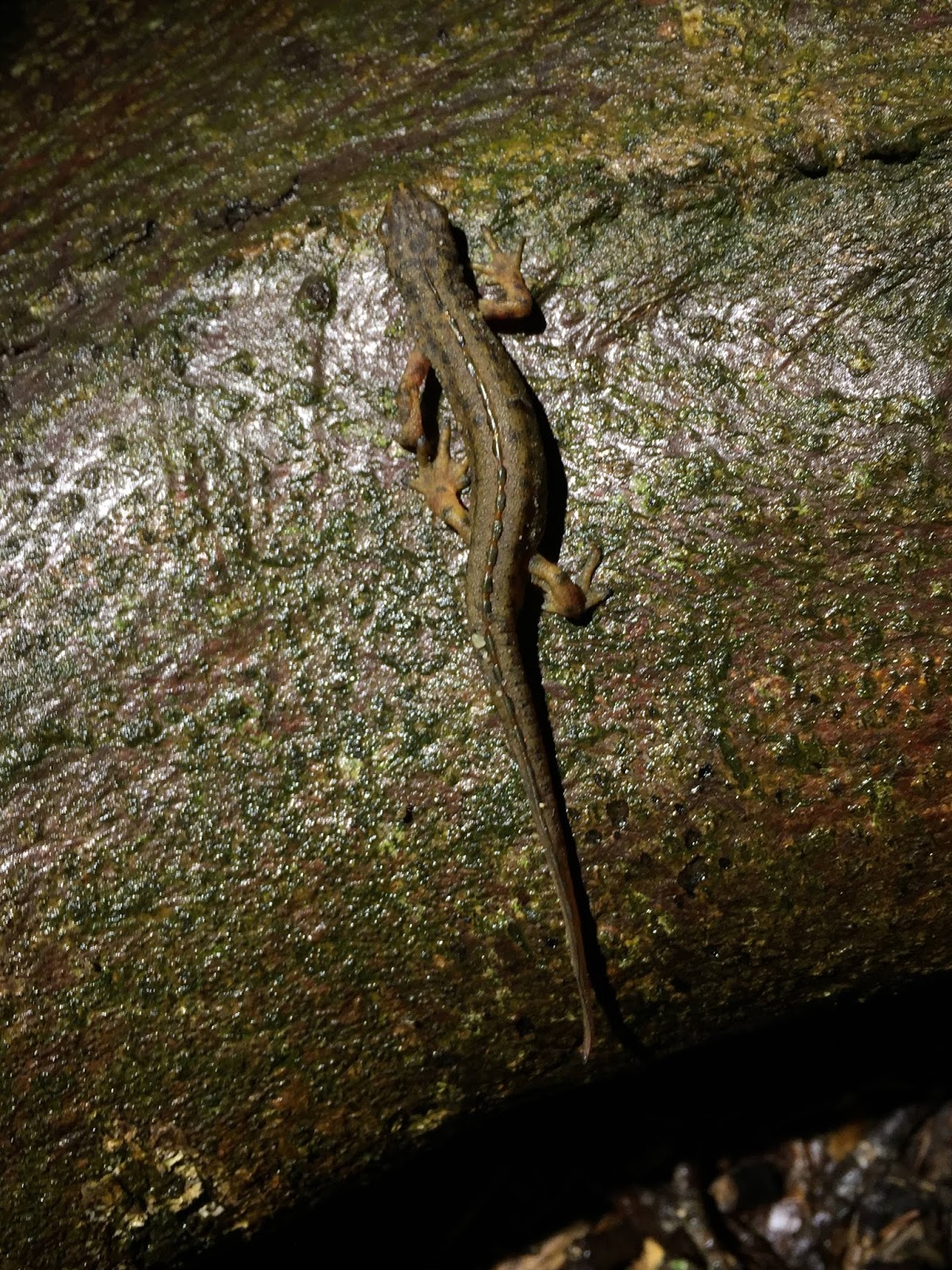 Blog | Josie Hewitt Photography: Smooth Newt