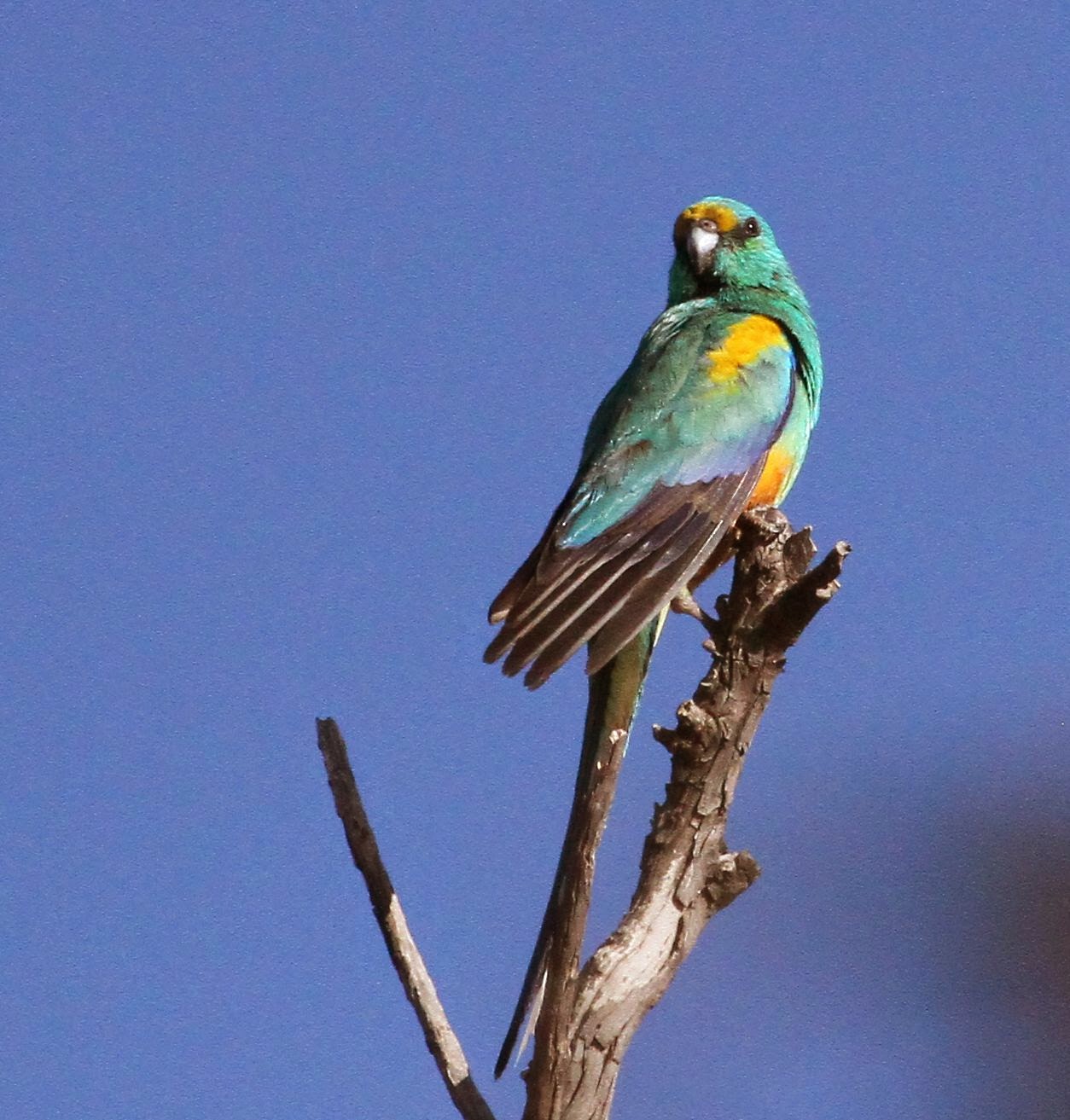 Richard Waring's Birds of Australia: Colourful Parrots - Mulga Parrots ...