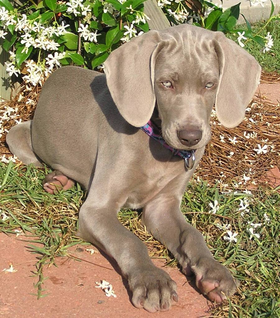Extreme Dog Breeds: Weimaraner