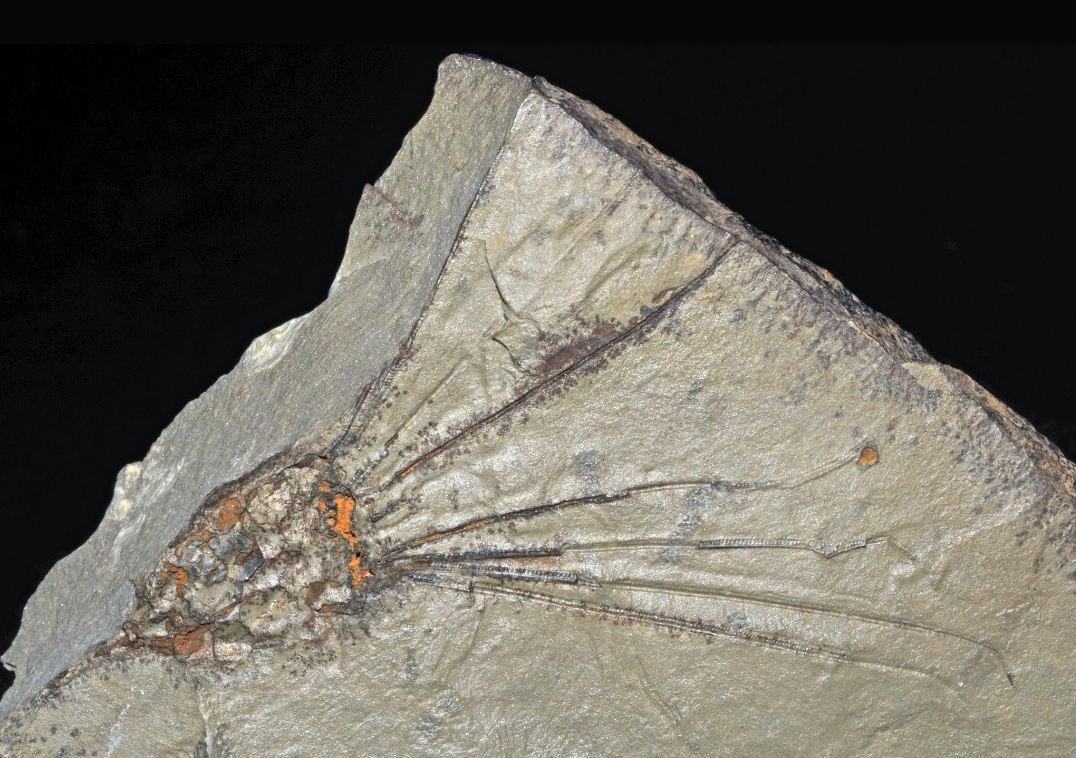 Echinodermata ~ Dunia Hewan