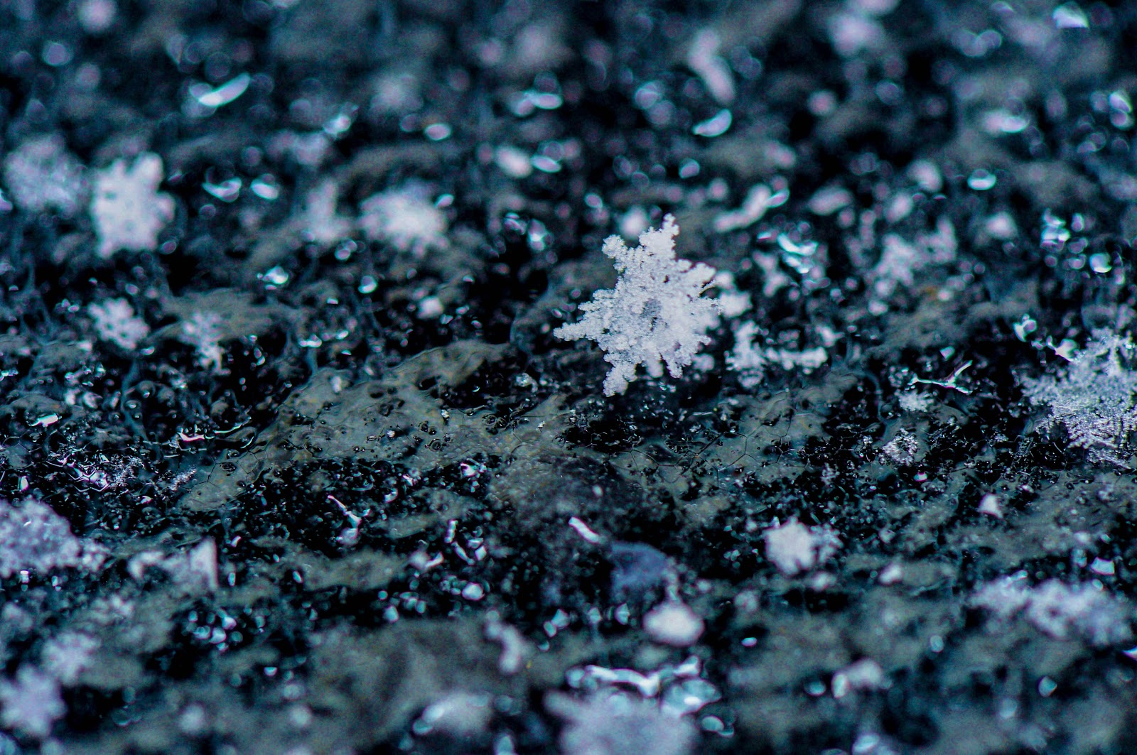 Live like someone left the gate open: Diamonds are a girl's best friend