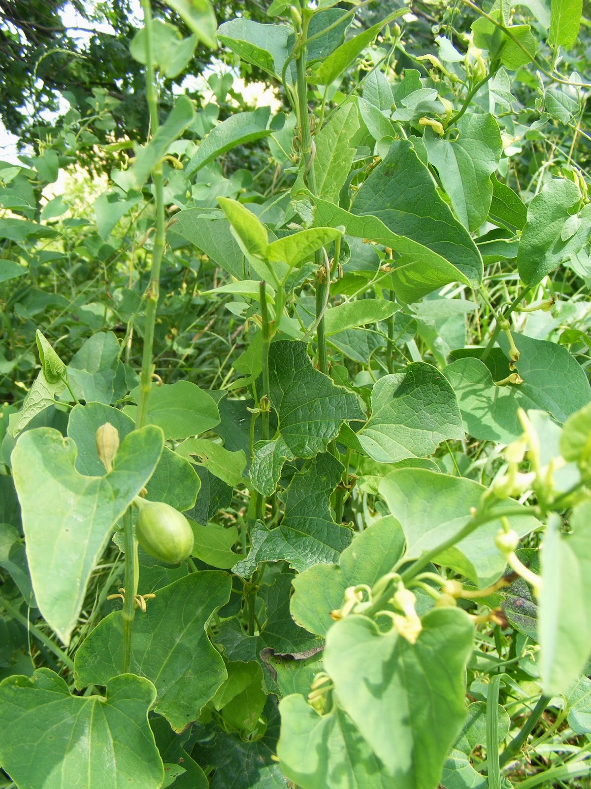 CSODAUTAK: Közönséges farkasalma (Aristolochia clematitis)