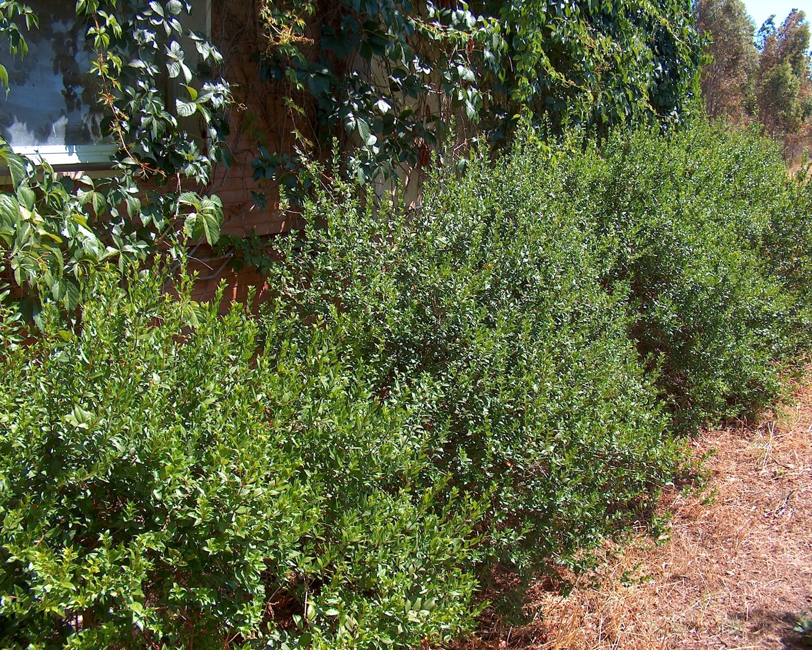 Fichas Botánicas: MIRTO (Myrtus communis)