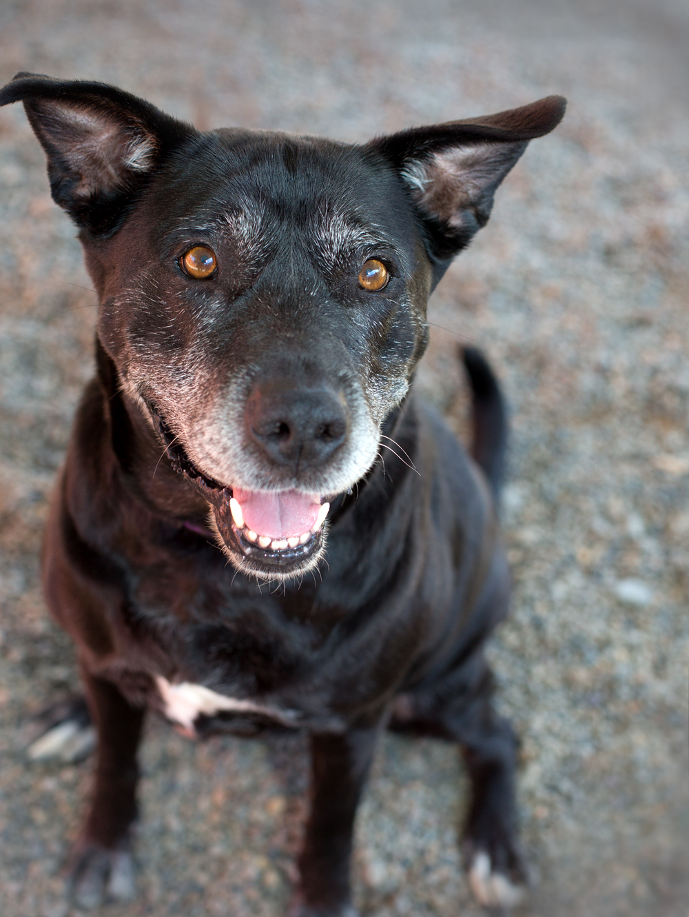 Shelter Dogs of Portland: "DIOGI" black Lab'shepherd mix - Oregon ...