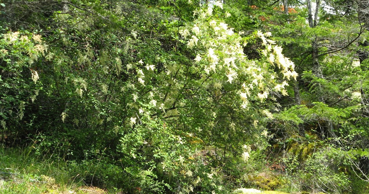 Powell River Books Blog: Coastal BC Plants: Oceanspray