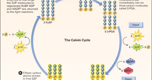 Top 10 sản phẩm đầu tiên của chu trình canvin mới nhất năm 2023 - EU ...