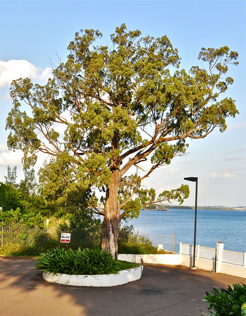Ecofriendly: Bermuda Cedar