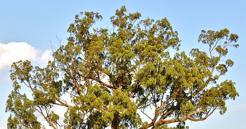 Ecofriendly: Bermuda Cedar