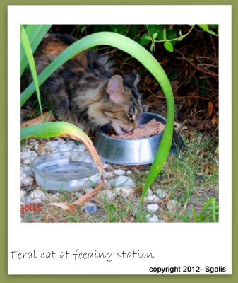 Cat Adoption Guide: Setting up Feeding Station for Feral Cats