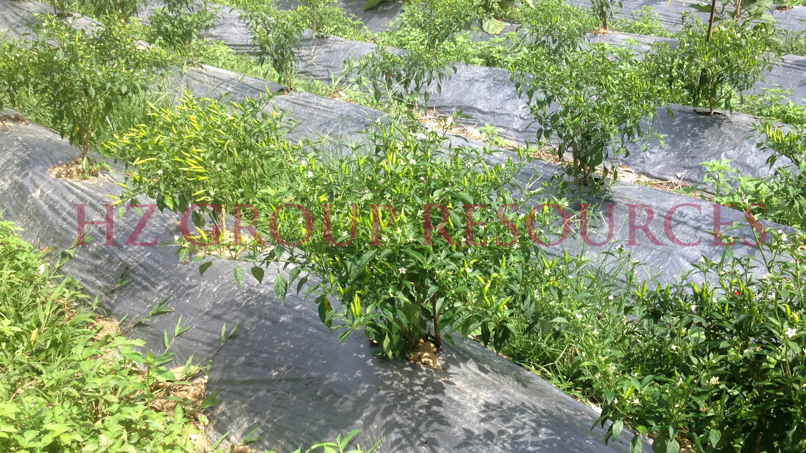 HZGROUPRESOURCES: PILOT PROJECT : TANAMAN CILI PADI DAN CILI KULAI 568 ...